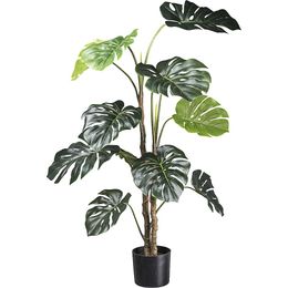 Splitphilodendron - kaiserkraft