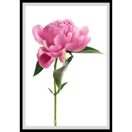 Bild queence "Scar" Bilder Gr. B/H: 50 cm x 70 cm, Wandbild Blumen Hochformat, weiß (schwarz) Kunstdrucke Rosen, gerahmt