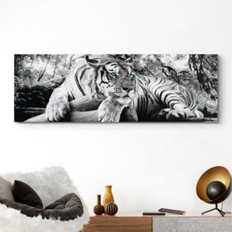 Deco-Panel Home Affaire "Tiger guckt dich an" Bilder Gr. B/H: 156 cm x 52 cm, grau Kunstdrucke