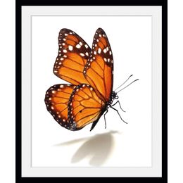 Bild queence "Eazy" Bilder Gr. B/H: 50 cm x 70 cm, Wandbild Schmetterlinge Hochformat, 1 St., orange Kunstdrucke