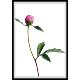 Bild queence "Manuel" Bilder Gr. B/H: 50 cm x 70 cm, Wandbild Blumen Hochformat, bunt (grün, weiß, rosa) Kunstdrucke gerahmt, Rosen