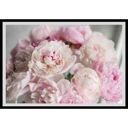 Bild queence "Amalia" Bilder Gr. B/H: 60 cm x 50 cm, Wandbild Blumen Querformat, rosa (schwarz) Kunstdrucke gerahmt, Rosen