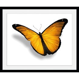 Bild queence "Maria 2.0" Bilder Gr. B/H: 70 cm x 50 cm, Wandbild Schmetterlinge Querformat, 1 St., gelb Kunstdrucke