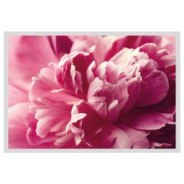 Bild queence "Andreas" Bilder Gr. B/H: 60 cm x 50 cm, Wandbild Blumen Querformat, rosa (weiß) Kunstdrucke Rosen, gerahmt