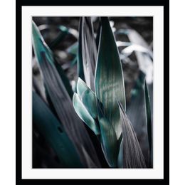Bild queence "Bob" Bilder Gr. B/H: 50 cm x 70 cm, Wandbild Blätter Hochformat, grün (schwarz) Kunstdrucke gerahmt, Blätter