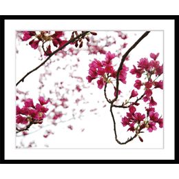 Bild queence "Roxanne" Bilder Gr. B/H: 60 cm x 50 cm, Wandbild Blumen Querformat, rosa (schwarz) Kunstdrucke Rosen, gerahmt