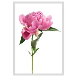 Bild queence "Scar" Bilder Gr. B/H: 50 cm x 70 cm, Wandbild Blumen Hochformat, weiß Kunstdrucke Rosen, gerahmt