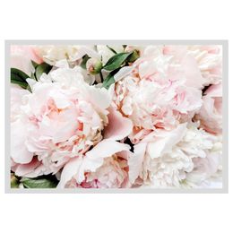 Bild queence "Lotta" Bilder Gr. B/H: 60 cm x 50 cm, Wandbild Blumen Querformat, rosa (weiß) Kunstdrucke gerahmt, Rosen
