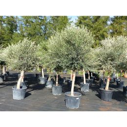2er Set Olivenbaum im 90L Topf, 190 - 200 cm knorrige urige Olive, winterhart, Olea Europaea