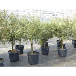 Olivenbaum 15 Jahre Olive "Angebot" 150 - 170 cm, beste Qualität, winterhart, Olea Europaea