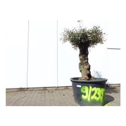 exakt dieser Baum Nr. 9 235, 163 cm, Olivenbaum, knorrige alte urige Olive winterhart