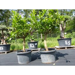 Citrus Reticulata Bonsai Mandarinenbaum Mandarine Zitruspflanze, 130 - 150 cm