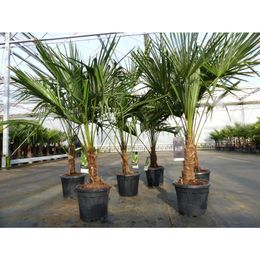 Trachycarpus fortunei 110 - 130 cm Palme Hanfpalme, winterhart bis -18°C