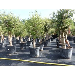 Olivenbaum Olive "Angebot" 150 - 180 cm, beste Qualität, winterhart, Olea Europaea