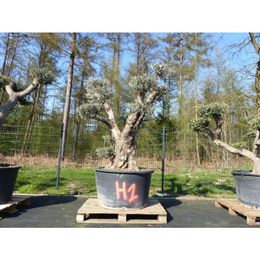 Olivenbaum Pon Pon 210cm Bonsai Formgehölz, winterhart