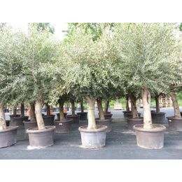 Olivenbaum 250 cm "Pablo" Stammumfang 35 - 40 cm winterharte Olive, Olea europaea