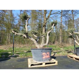 Olivenbaum Pon Pon 190cm Bonsai Formgehölz, winterhart