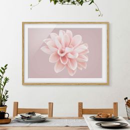 MICASIA Bild mit Rahmen - Dahlie Blume Lavendel Rosa Weiß Größe HxB: 30cm x 40cm, Rahmen: Eiche