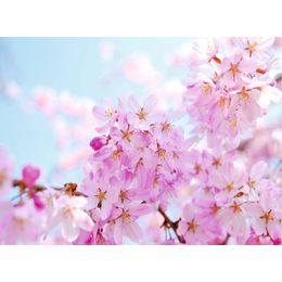 papermoon Fototapete "Cherry Blossom" Tapeten Gr. B/L: 4 m x 2,6 m, Bahnen: 8 St., bunt (mehrfarbig) Fototapeten