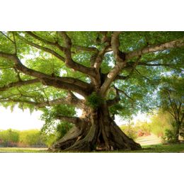 papermoon Fototapete "Peaceful Tree" Tapeten Gr. B/L: 5 m x 2,8 m, Bahnen: 10 St., bunt (mehrfarbig) Fototapeten
