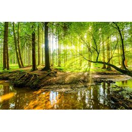 papermoon Fototapete "WALD-HERBST NATUR LANDSCHAFT BÄUME DSCHUNGEL SEE BIRKEN" Tapeten Gr. B/L: 3,50 m x 2,60 m, Bahnen: 7 St., bunt Fototapeten