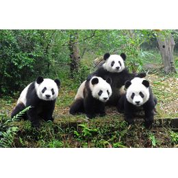 papermoon Fototapete "Pandafamilie" Tapeten Gr. B/L: 4,00 m x 2,60 m, Bahnen: 8 St., bunt Fototapeten
