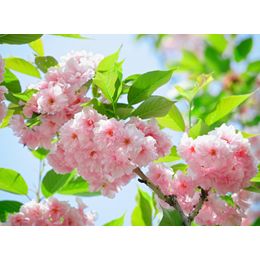 papermoon Fototapete "Sakury Cherry Blossom" Tapeten Gr. B/L: 4 m x 2,6 m, Bahnen: 8 St., bunt (mehrfarbig) Fototapeten