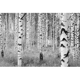 Komar Vliestapete "Woods" Tapeten 368x248 cm (Breite x Höhe), inklusive Kleister Gr. B/L: 368 m x 248 m, Rollen: 1 St., bunt (bunt, weiß) Vliestapeten