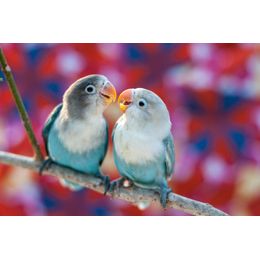 papermoon Fototapete "Love Birds" Tapeten Gr. B/L: 3,5 m x 2,6 m, Bahnen: 7 St., bunt (mehrfarbig) Fototapeten