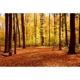 papermoon Fototapete "Autumn Forest" Tapeten Gr. B/L: 4 m x 2,6 m, Bahnen: 8 St., bunt (mehrfarbig) Fototapeten
