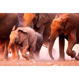 papermoon Fototapete "Elephant Herd" Tapeten Gr. B/L: 4 m x 2,6 m, Bahnen: 8 St., bunt (mehrfarbig) Fototapeten