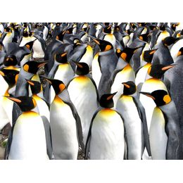 papermoon Fototapete "Pinguine" Tapeten Gr. B/L: 4,00 m x 2,60 m, Bahnen: 8 St., bunt Fototapeten