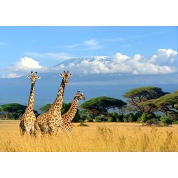 papermoon Fototapete "Giraffes at Kilimanjaro" Tapeten Gr. B/L: 4 m x 2,6 m, Bahnen: 8 St., bunt (mehrfarbig) Fototapeten