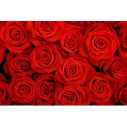 papermoon Fototapete "Red Roses" Tapeten Gr. B/L: 4 m x 2,6 m, Bahnen: 8 St., bunt (mehrfarbig) Fototapeten