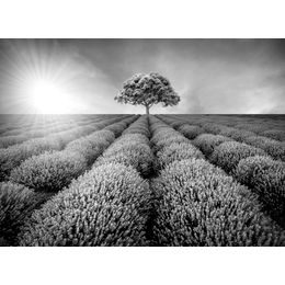 papermoon Fototapete "Baum im Feld Schwarz & Weiß" Tapeten Gr. B/L: 3,50 m x 2,60 m, Bahnen: 7 St., schwarz (schwarz, weiß) Fototapeten
