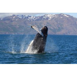 papermoon Fototapete "WALE-ORCA TIER SEE OZEAN MEER WASSER ISLAND DELFINE XXL" Tapeten Gr. B/L: 3,50 m x 2,60 m, Bahnen: 7 St., bunt Fototapeten