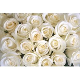 papermoon Fototapete "White Roses" Tapeten Gr. B/L: 4 m x 2,6 m, Bahnen: 8 St., bunt (mehrfarbig) Fototapeten