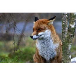 papermoon Fototapete "Red Fox" Tapeten Gr. B/L: 3,5 m x 2,6 m, Bahnen: 7 St., bunt (mehrfarbig) Fototapeten