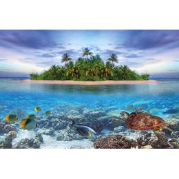 papermoon Fototapete "Marine Life Maldives" Tapeten Gr. B/L: 3,5 m x 2,6 m, Bahnen: 7 St., bunt (mehrfarbig) Fototapeten