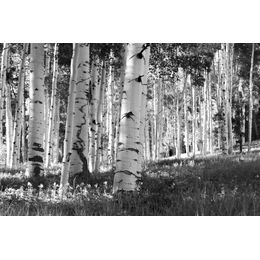 papermoon Fototapete "Birkenwald Schwarz & Weiß" Tapeten Gr. B/L: 4,00 m x 2,60 m, Bahnen: 8 St., schwarz (schwarz, weiß) Fototapeten