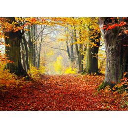 papermoon Fototapete "Autumn Forest Path" Tapeten Gr. B/L: 4 m x 2,6 m, Bahnen: 8 St., bunt (mehrfarbig) Fototapeten