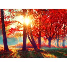 papermoon Fototapete "Autumn Park" Tapeten Gr. B/L: 3,5 m x 2,6 m, Bahnen: 7 St., bunt (mehrfarbig) Fototapeten