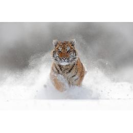 papermoon Fototapete "Siberian Tiger" Tapeten Gr. B/L: 3,5 m x 2,6 m, Bahnen: 7 St., bunt (mehrfarbig) Fototapeten