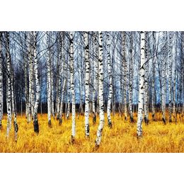 papermoon Fototapete "Autumn Birch Grove" Tapeten Gr. B/L: 4 m x 2,6 m, Bahnen: 8 St., bunt (mehrfarbig) Fototapeten