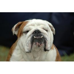 papermoon Fototapete "Englisches Bulldoggenporträt" Tapeten Gr. B/L: 3,5 m x 2,6 m, Rollen: 1 St., bunt Fototapeten