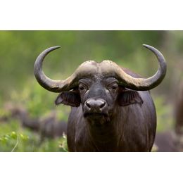 papermoon Fototapete "Afrikanischer Büffel" Tapeten Gr. B/L: 4,0 m x 2,6 m, Rollen: 1 St., bunt Fototapeten