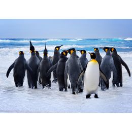 papermoon Fototapete "King Penguins" Tapeten Gr. B/L: 4 m x 2,6 m, Bahnen: 8 St., bunt (mehrfarbig) Fototapeten