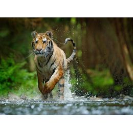 papermoon Fototapete "Siberian Amur Tiger" Tapeten Gr. B/L: 3,5 m x 2,6 m, Bahnen: 7 St., bunt (mehrfarbig) Fototapeten