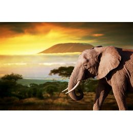 papermoon Fototapete "Elefant von Kilimanjaro" Tapeten Gr. B/L: 3,5 m x 2,6 m, Bahnen: 7 St., bunt (mehrfarbig) Fototapeten