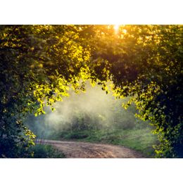 papermoon Fototapete "Misty Forest in Spring" Tapeten Gr. B/L: 4 m x 2,6 m, Bahnen: 8 St., bunt (mehrfarbig) Fototapeten